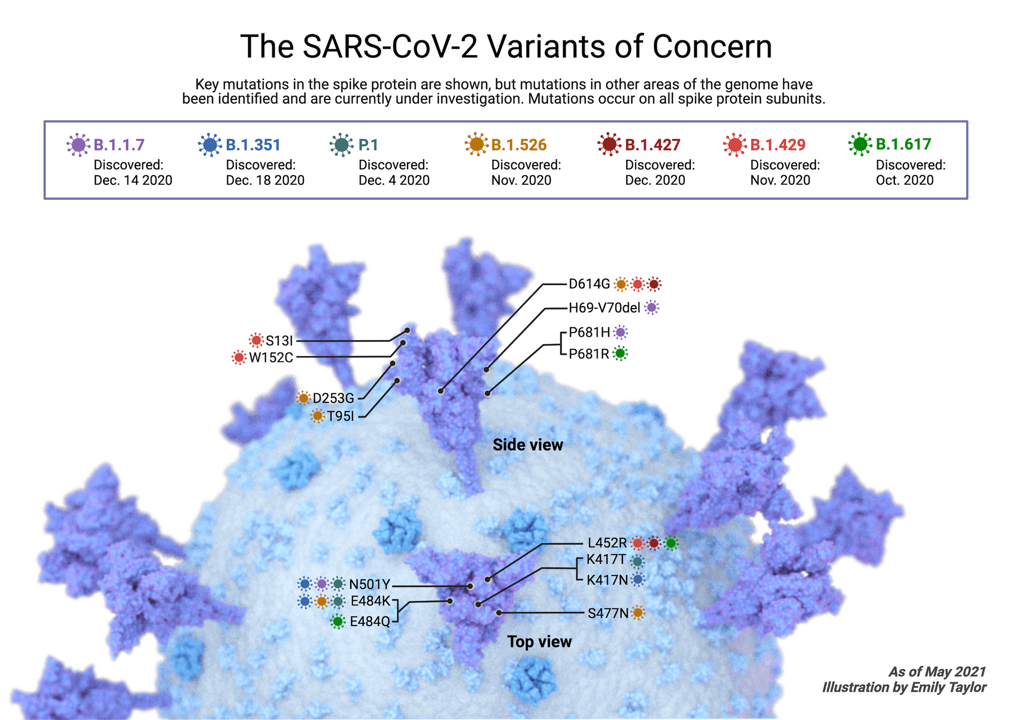 Infographic on SARS-CoV-2 Variants of Concern with Dr. Angela Rasmussen