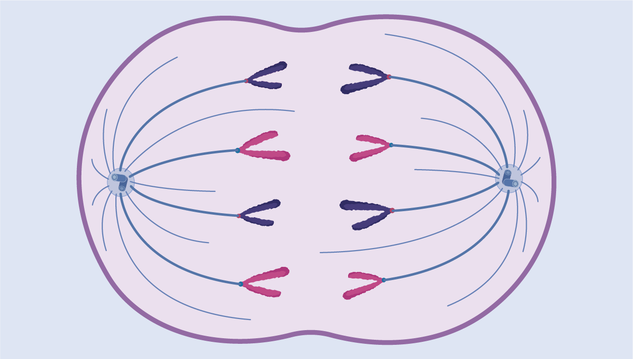 Free Cell Types Icons, Symbols & Images | BioRender
