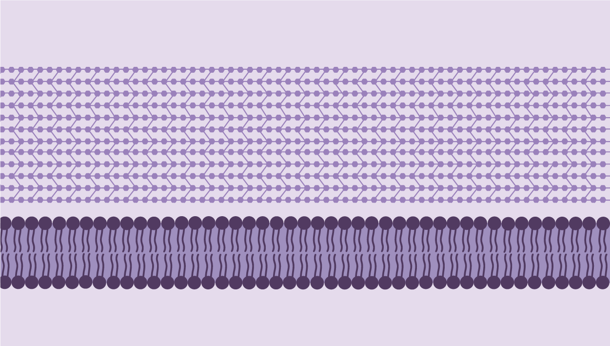 Free Membranes Icons, Symbols & Images | BioRender