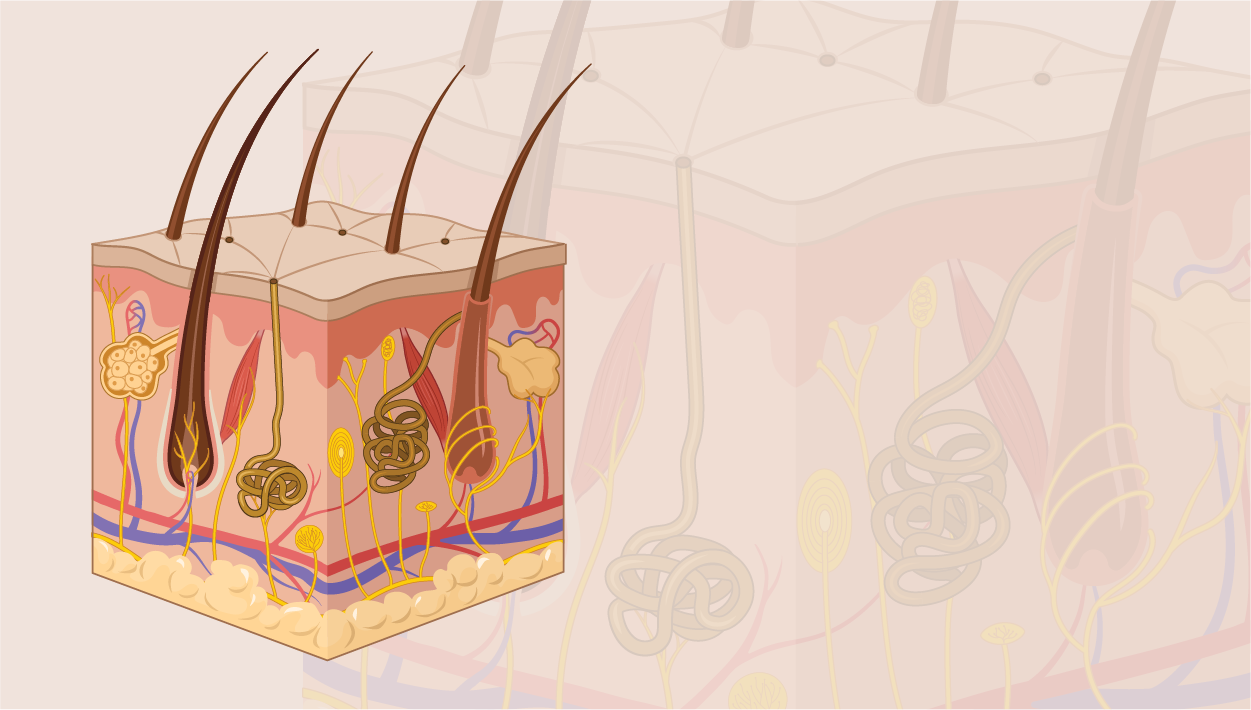 Free Human Anatomy Icons, Symbols & Images | BioRender