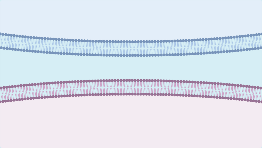 Free Membranes Icons, Symbols & Images | BioRender