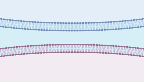 Free Membranes Icons, Symbols & Images | BioRender