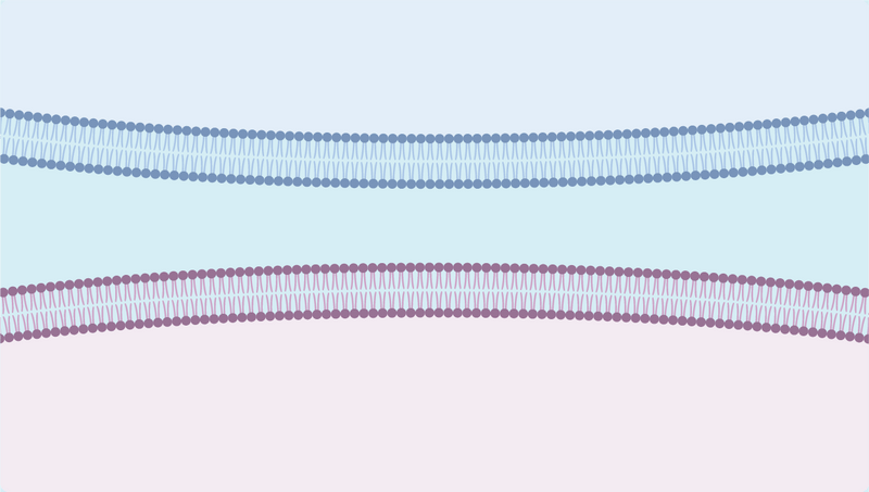 Free Membranes Icons, Symbols & Images | BioRender