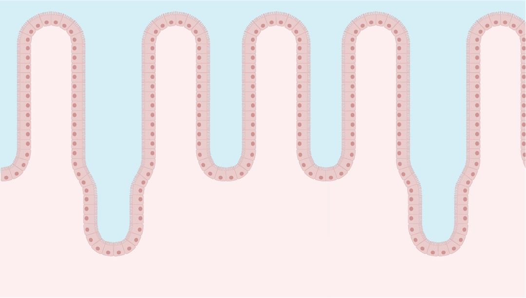 Free Epithelium Icons, Symbols & Images | BioRender