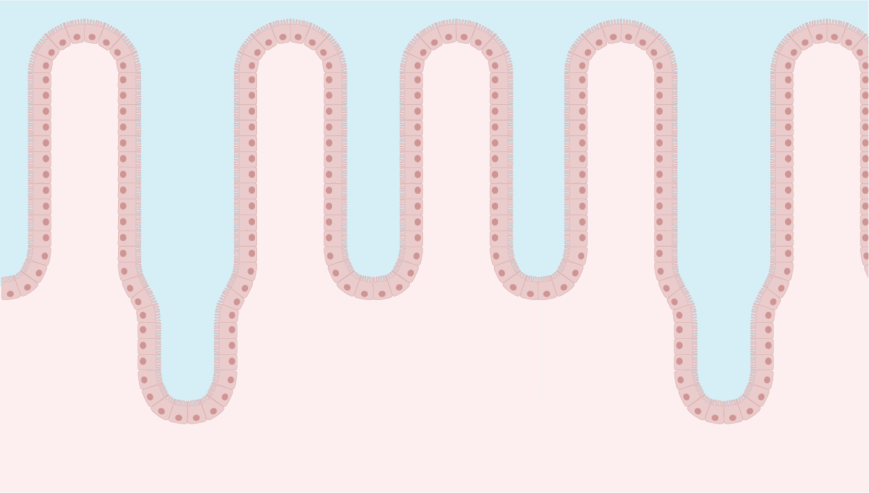 Free Epithelium Icons, Symbols & Images | BioRender