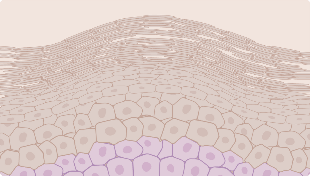 Free Epithelium Icons, Symbols & Images | BioRender