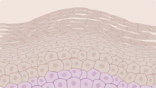 Free Epithelium Icons, Symbols & Images | BioRender