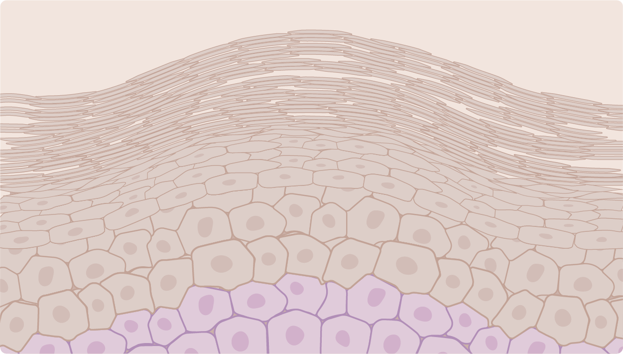 Free Epithelium Icons, Symbols & Images | BioRender