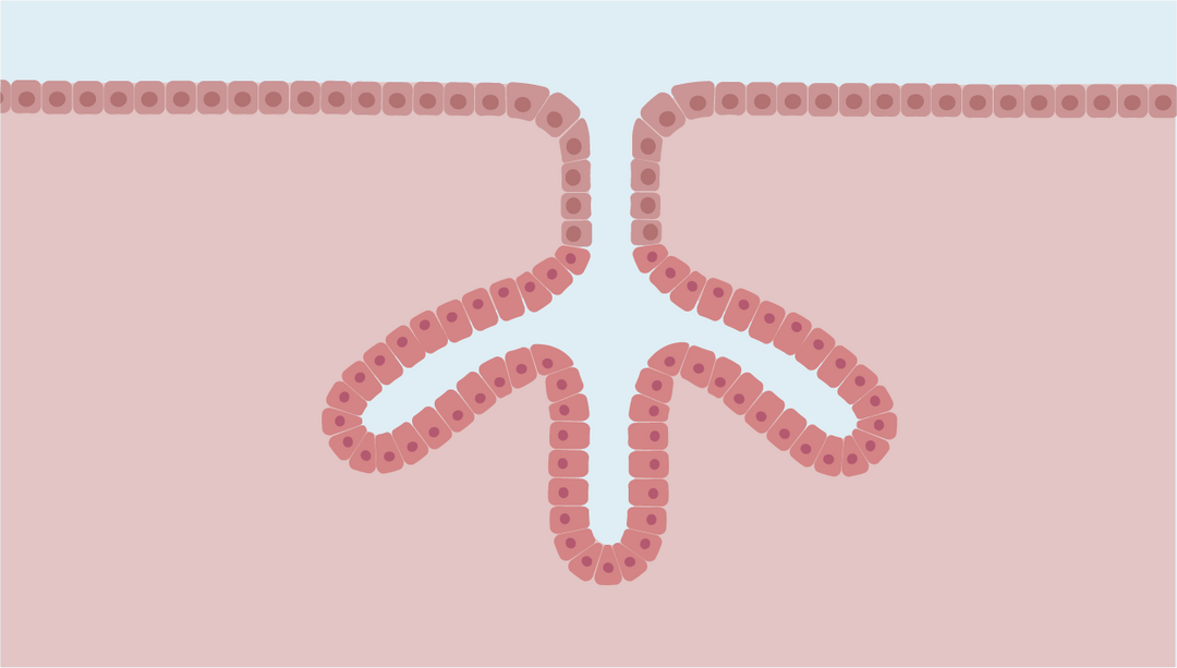 Free Epithelium Icons, Symbols & Images | BioRender