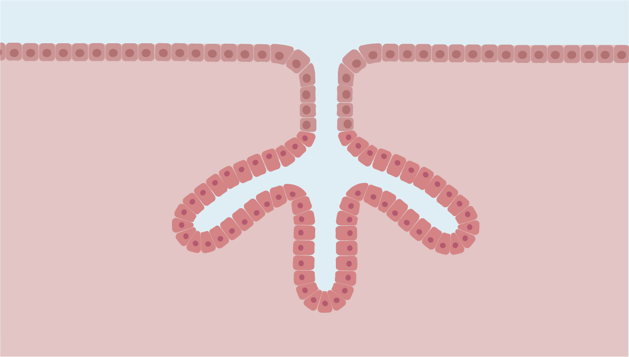 Free Epithelium Icons, Symbols & Images | BioRender