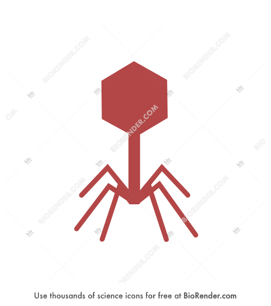 Free Bacteriophage (2D) Icons, Symbols & Images | BioRender