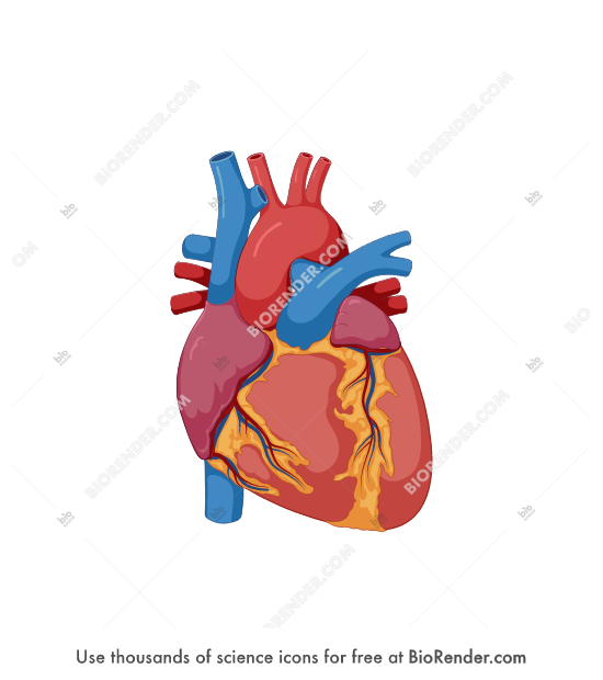Free Heart Icons, Symbols & Images | BioRender