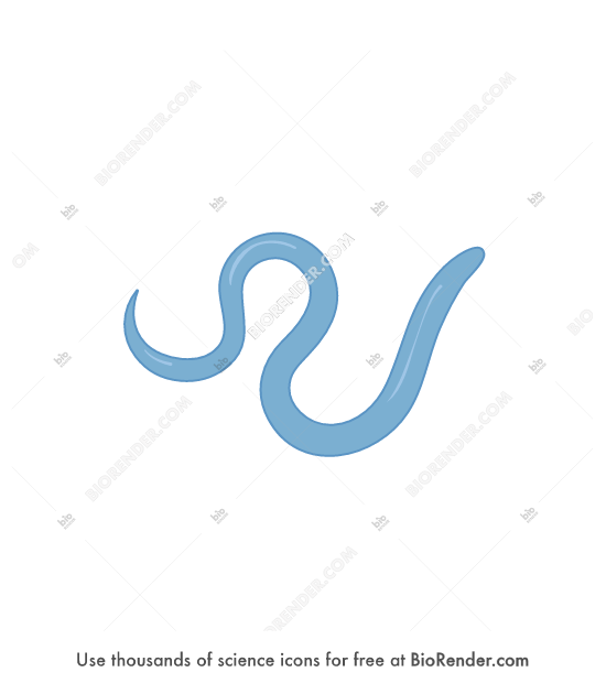 Free C Elegans 2 Icons Symbols And Images Biorender