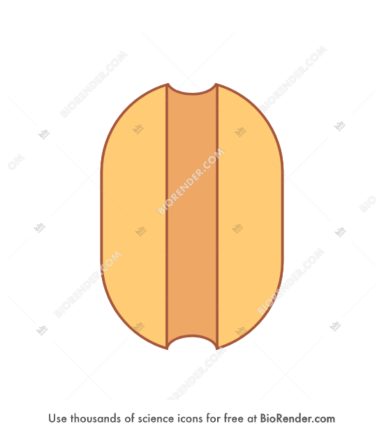 Free Ion Channel Icons, Symbols & Images | BioRender