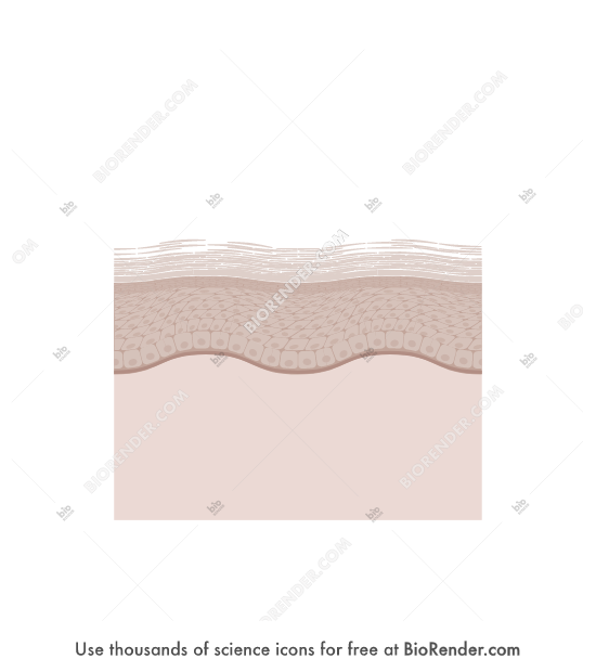 Free Skin (epidermis + dermis) Icons, Symbols & Images | BioRender