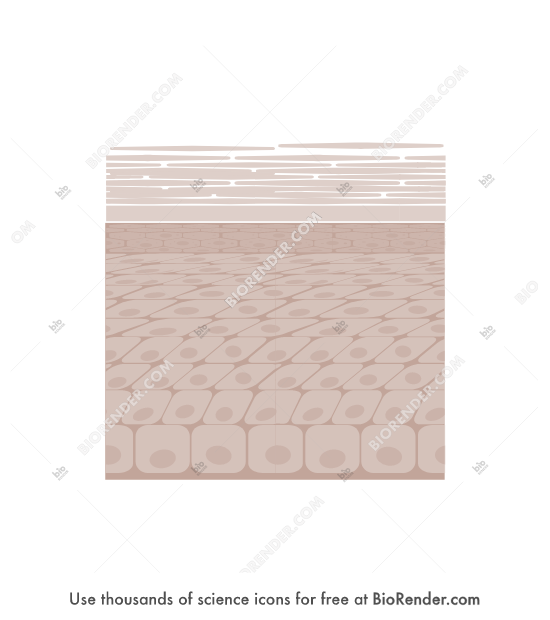 Free Skin (epidermis) Icons, Symbols & Images | BioRender