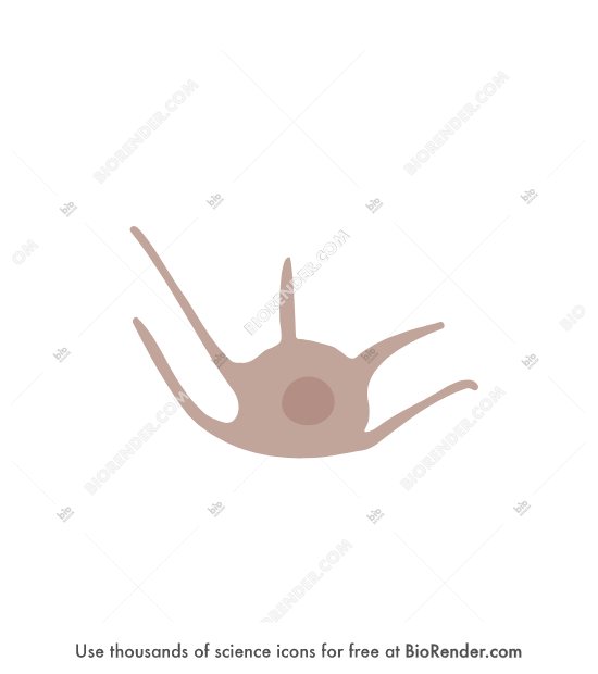 Free Melanocyte (variation 2) Icons, Symbols & Images | BioRender