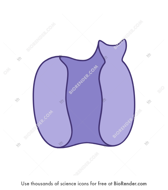 Free Neurotransmitter transporter (open) Icons, Symbols & Images ...