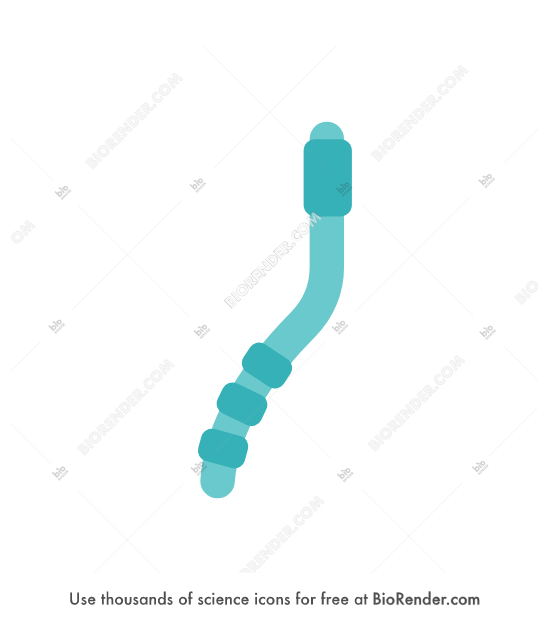 Free Kaiso protein (conformation 2) Icons, Symbols & Images | BioRender