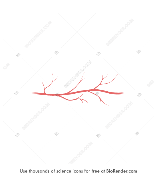 Free Branching vessel Icons, Symbols & Images | BioRender