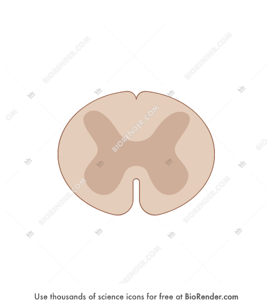Free Spinal cord cross-section (generic) Icons, Symbols & Images | BioRender
