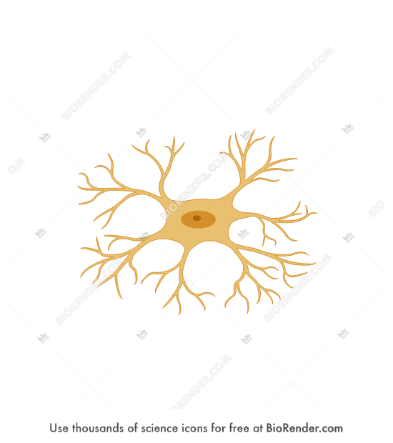 Free Enteric glia (type I, protoplasmic) Icons, Symbols & Images ...