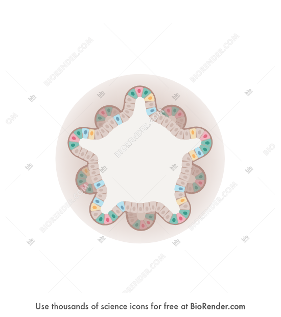 Free Intestinal organoid Icons, Symbols & Images | BioRender