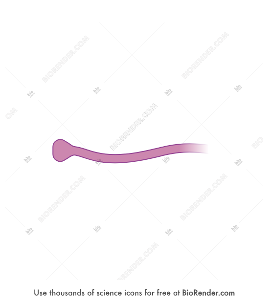 Free Axon terminal Icons, Symbols & Images | BioRender