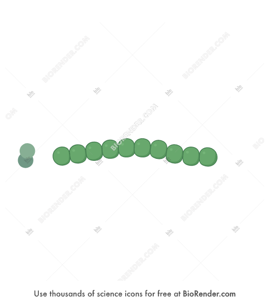 Free Streptococcus Icons, Symbols & Images | BioRender