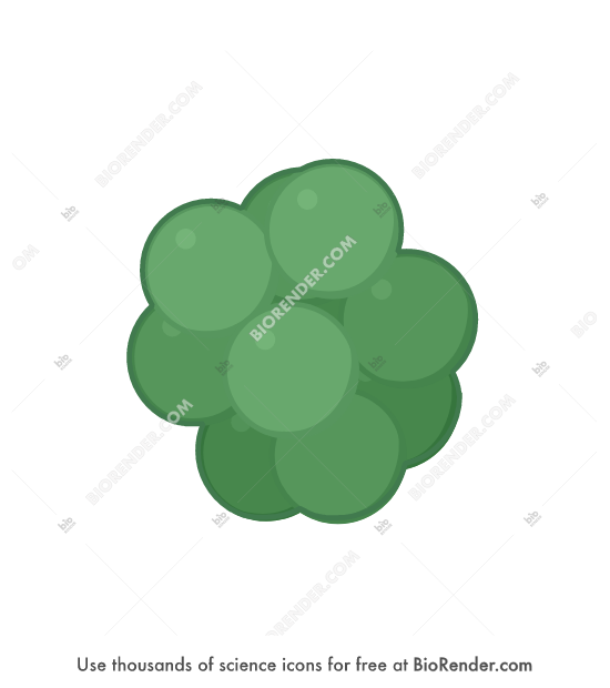 Free Micrococcus Icons, Symbols & Images | BioRender