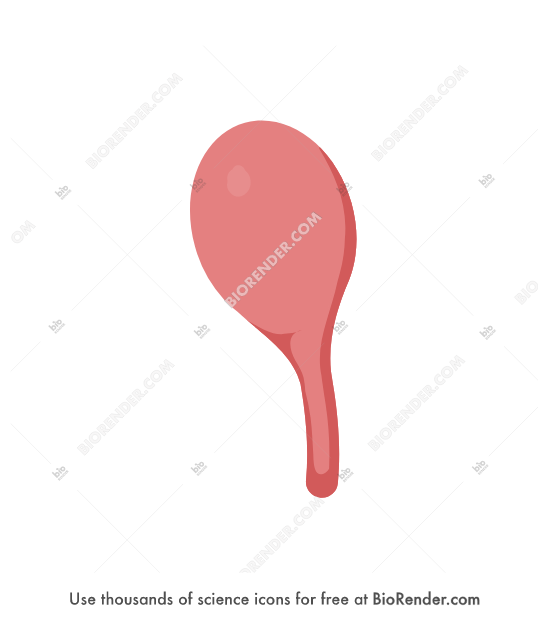 Free Spore-forming bacterium 1 Icons, Symbols & Images | BioRender