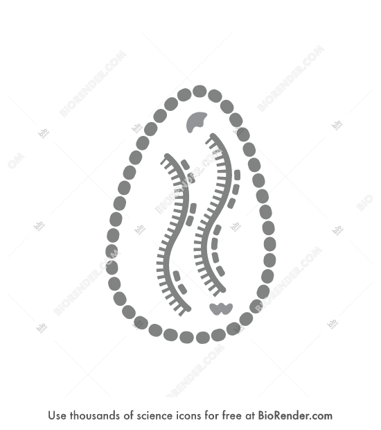 Free Viral capsid (with organelles) Icons, Symbols & Images | BioRender