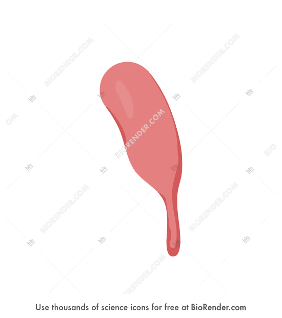 Free Spore-forming bacterium 2 Icons, Symbols & Images | BioRender