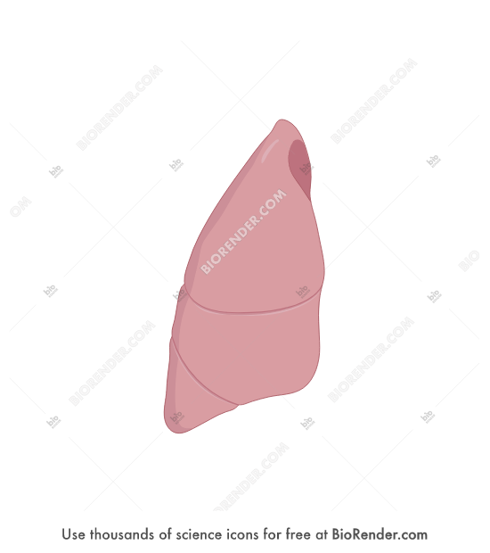 Free Lung (right) Icons, Symbols & Images | BioRender