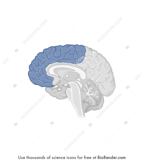 Free Brain (sagittal cut, frontal lobe) Icons, Symbols & Images | BioRender