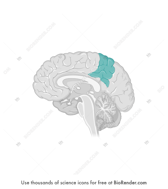 Free Brain (sagittal cut, parietal lobe) Icons, Symbols & Images ...