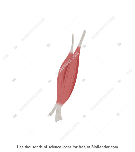 Free Biceps brachii Icons, Symbols & Images | BioRender