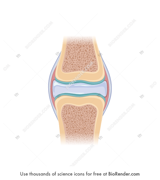Free Generic joint (cross-section) Icons, Symbols & Images | BioRender