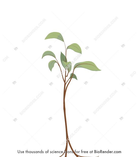 Free Generic plant Icons, Symbols & Images | BioRender