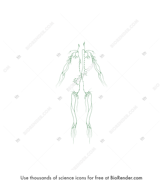 Free Lymphatic system Icons, Symbols & Images | BioRender
