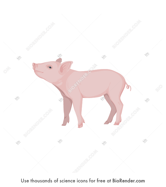 Free Piglet Icons, Symbols & Images | BioRender