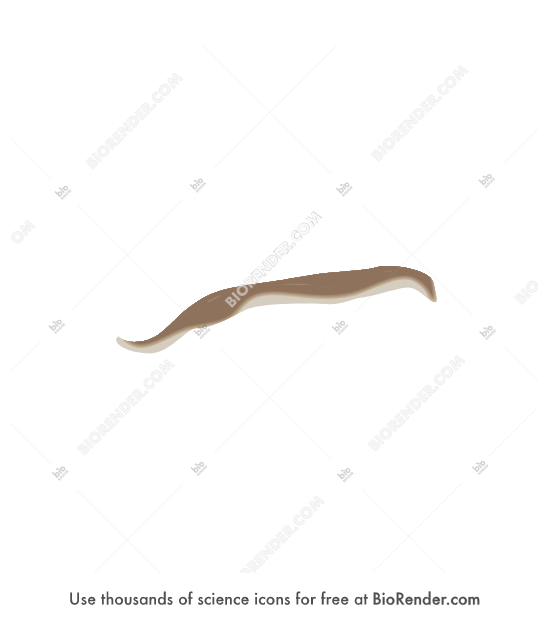 Free Flatworm (lateral) Icons, Symbols & Images | BioRender
