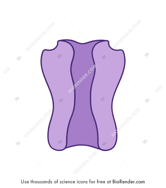 Free Ion channel (ligand-gated, open) Icons, Symbols & Images | BioRender