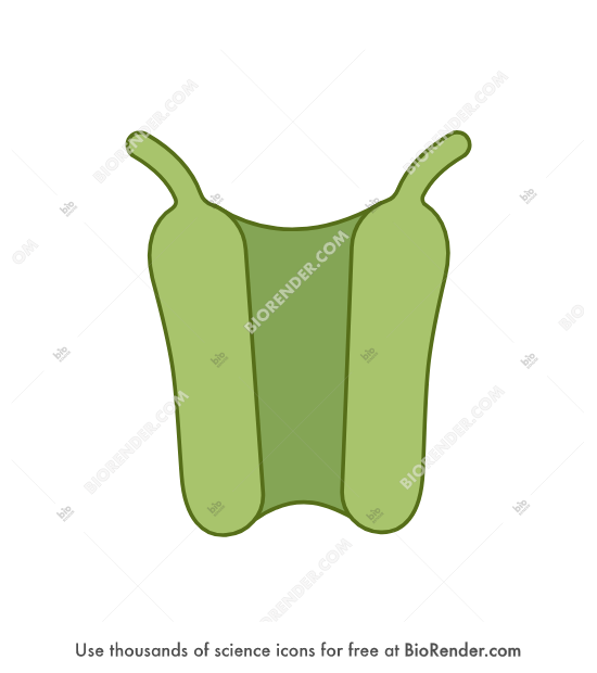 Free Ion channel (tension-gated, open) Icons, Symbols & Images | BioRender