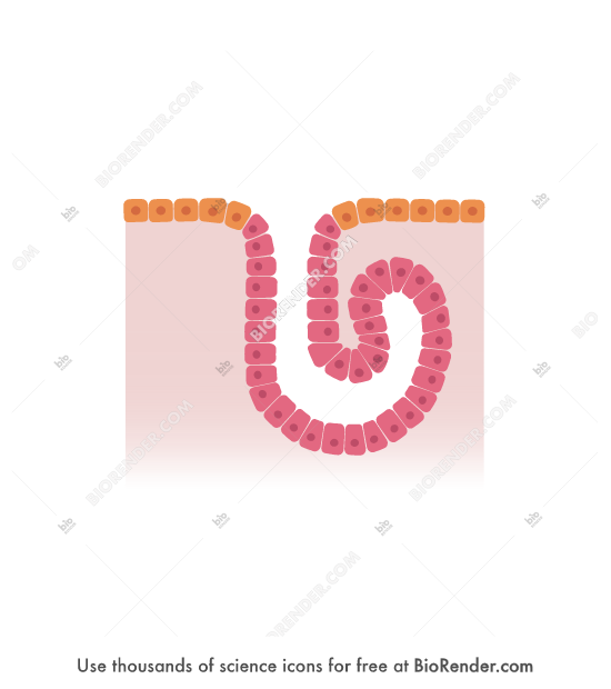 Free Exocrine gland (simple coiled tubular) Icons, Symbols & Images ...