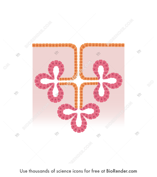Free Exocrine gland (compound alveolar) Icons, Symbols & Images | BioRender