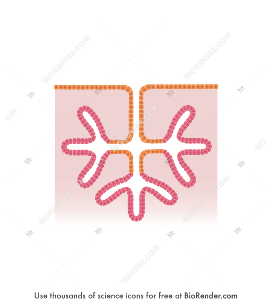 Free Exocrine gland (compound tubular) Icons, Symbols & Images | BioRender