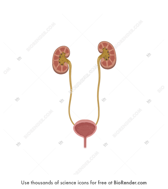 Free Urinary tract Icons, Symbols & Images | BioRender