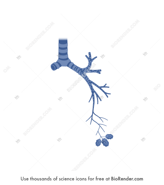 Free Respiratory tree Icons, Symbols & Images | BioRender