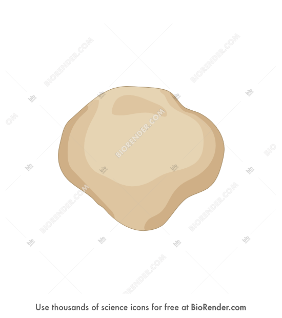 Free Patella Icons, Symbols & Images | BioRender